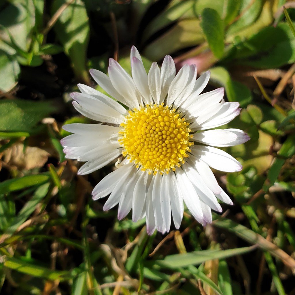 Daisy….. an acrostic poem | Coral McCallum